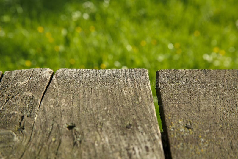 Wooden Boards and Spring Grass with Daisies Stock Image - Image of ...