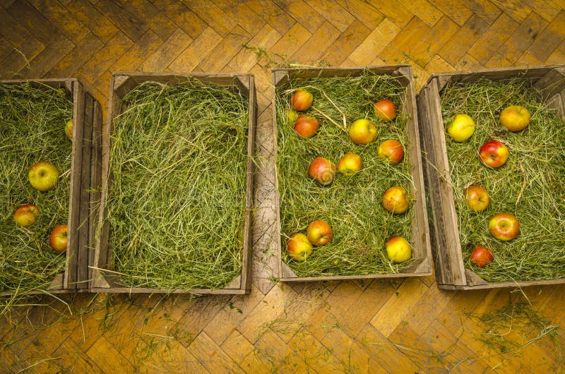 Old Wooden Boxes and Apples Stock Photo - Image of container, farming ...