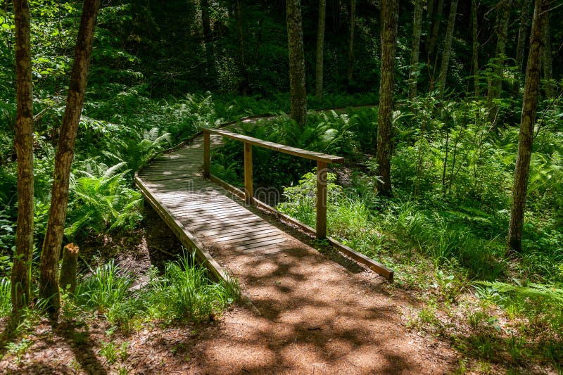 Old Wooden Bridge Over Creek in the Forest Stock Image - Image of path ...