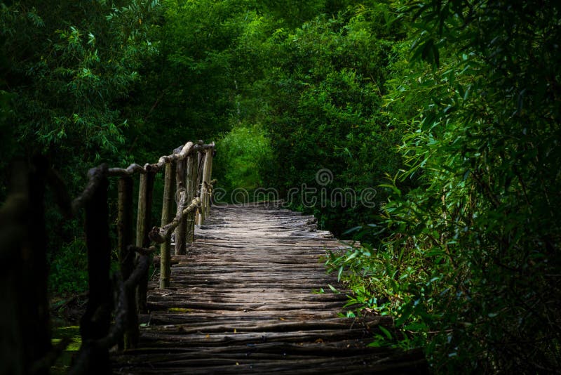 Old Wooden Bridge Over the River in the Forest Stock Image - Image of ...