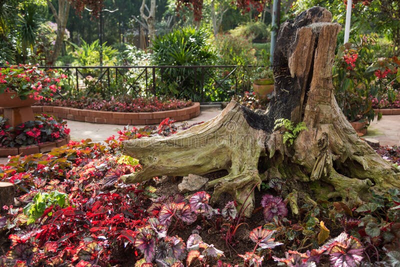 Old Wooden Decorated in Flora Garden. Stock Photo - Image of cloves ...