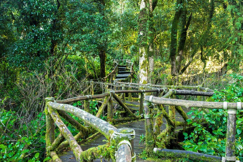 Old wooden foot bridge stock image. Image of freshness - 65646115