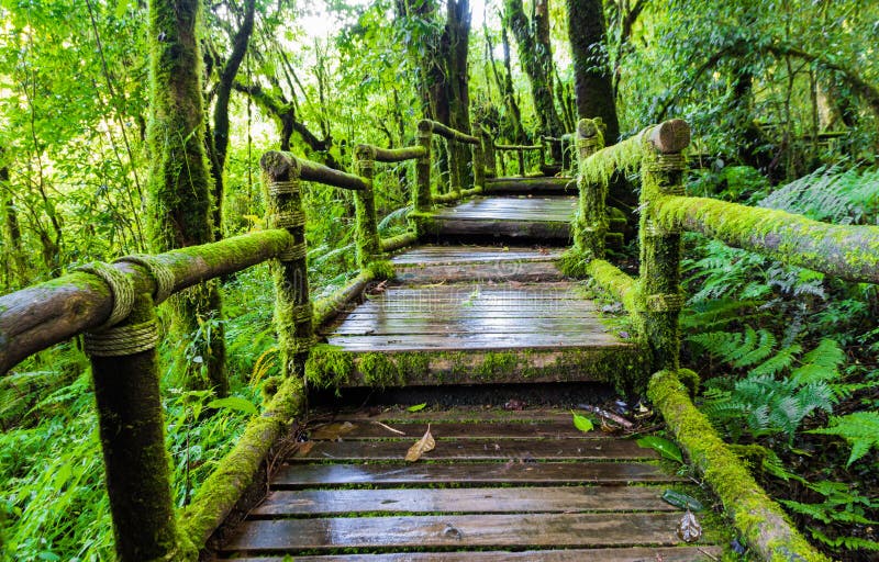 Old wooden foot bridge stock photo. Image of environment - 65646222
