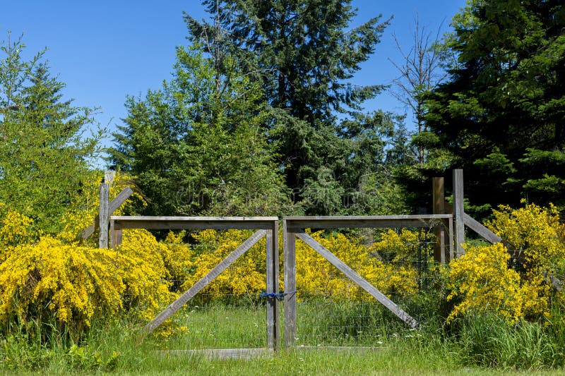 Old Wooden Gate and Scotch Broom Shubs Stock Photo - Image of herb ...