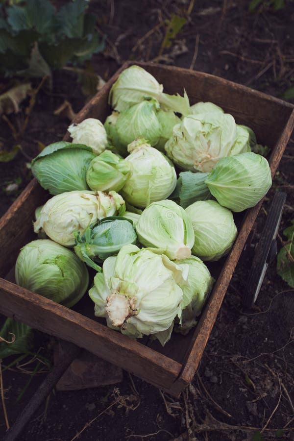 Cart of Cabbage stock image. Image of cart, brown, cabbage - 24918023