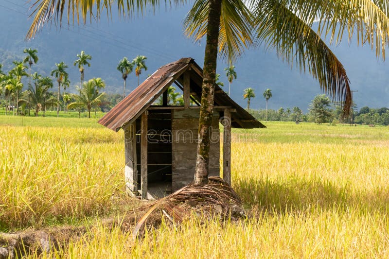 An Old Wooden Hut in the Middle of the Rice Fields Stock Image - Image ...