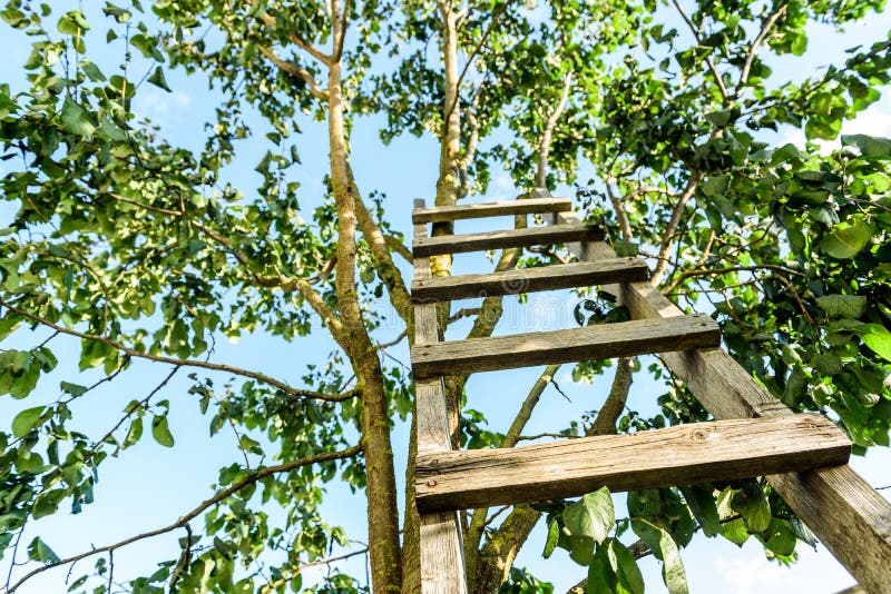 Ladder in a tree stock photo. Image of spirit, goal, play - 10694232