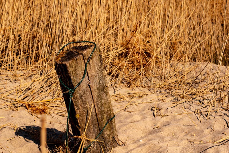 Old Wooden Log in a Golden Field Stock Image - Image of countryside ...