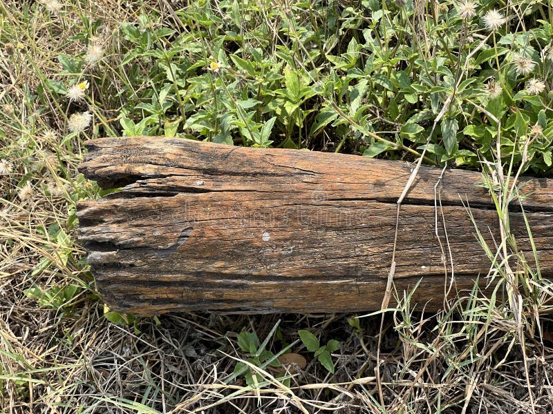 Old Wooden Log with a Green Grass in the Forest Stock Photo - Image of ...
