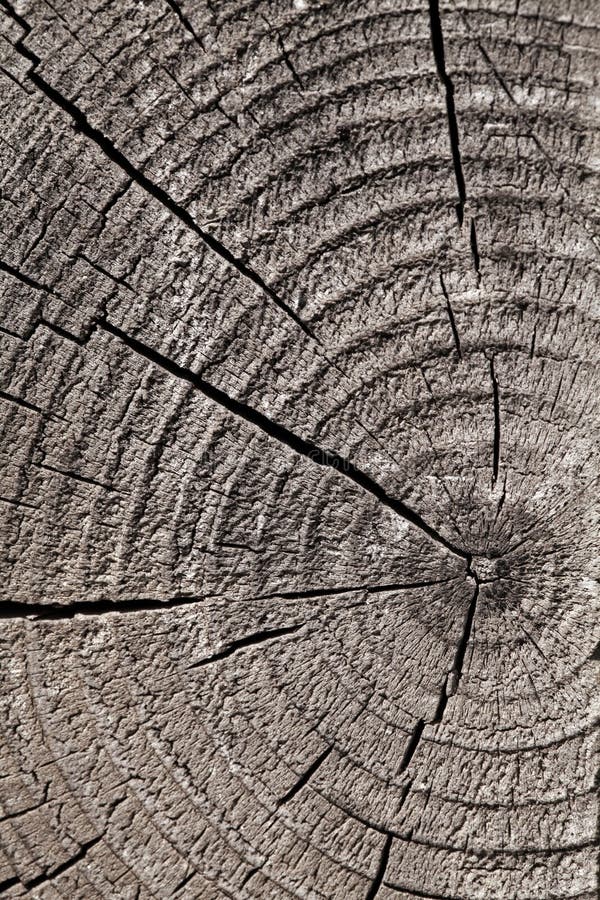 Old Wooden Log Section Pattern Stock Photo - Image of rough, tree: 32725598