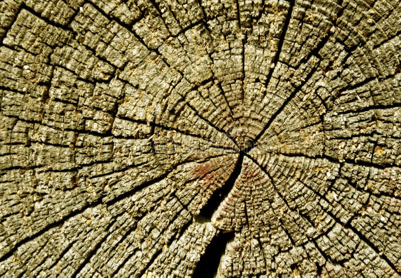 Old wooden log texture. stock image. Image of detail - 71563247