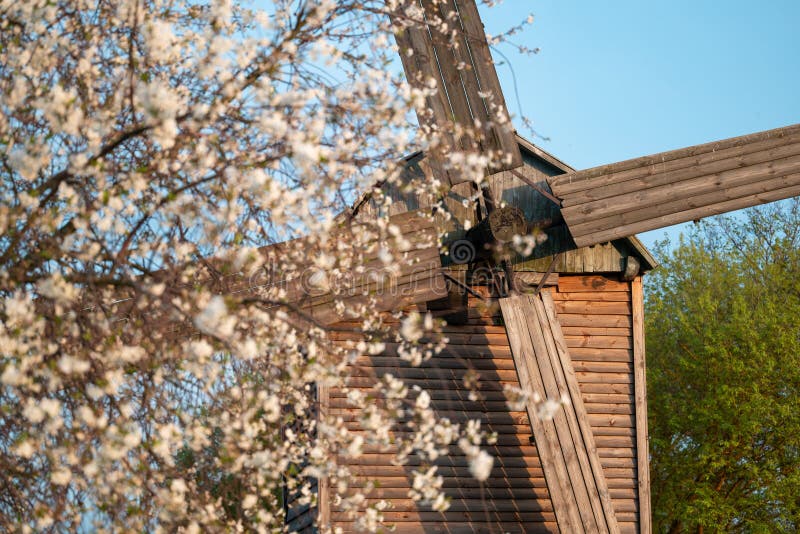 Old Wooden Mill with Blooming Cherry Tree on the Foreground Stock Image ...