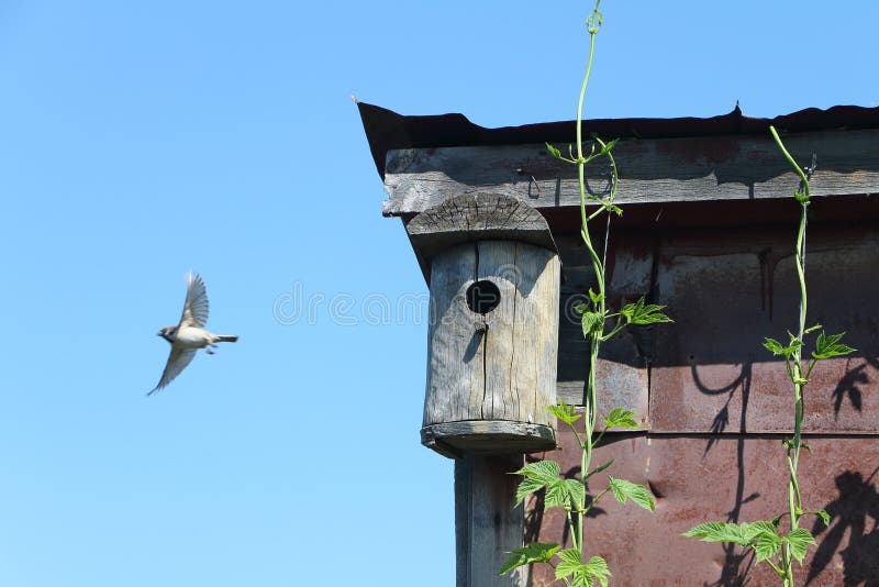Old Wooden Nesting Box on the Rooftop Stock Photo - Image of stalk ...