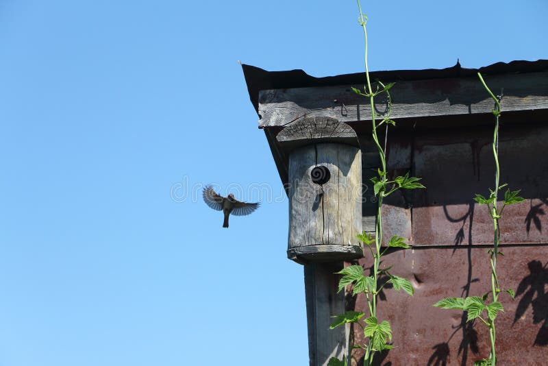 Old Wooden Nesting Box on the Rooftop Stock Photo - Image of natural ...