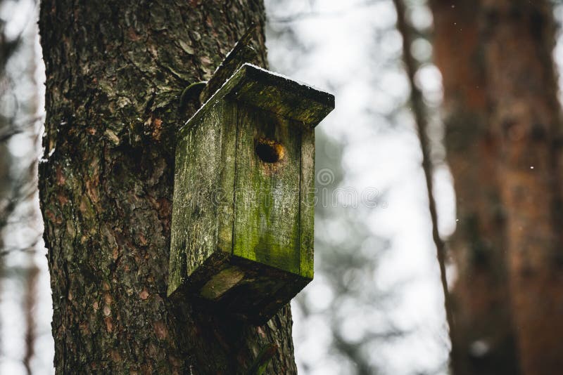 Old Nesting-box on Tree in Winter Stock Photo - Image of broken ...
