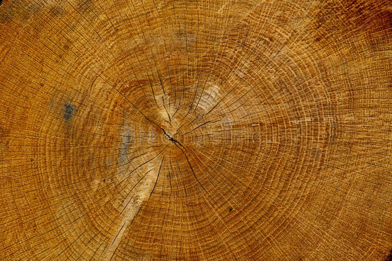 Old Wooden Oak Tree Cut Surface Stock Image - Image of board, wooden ...