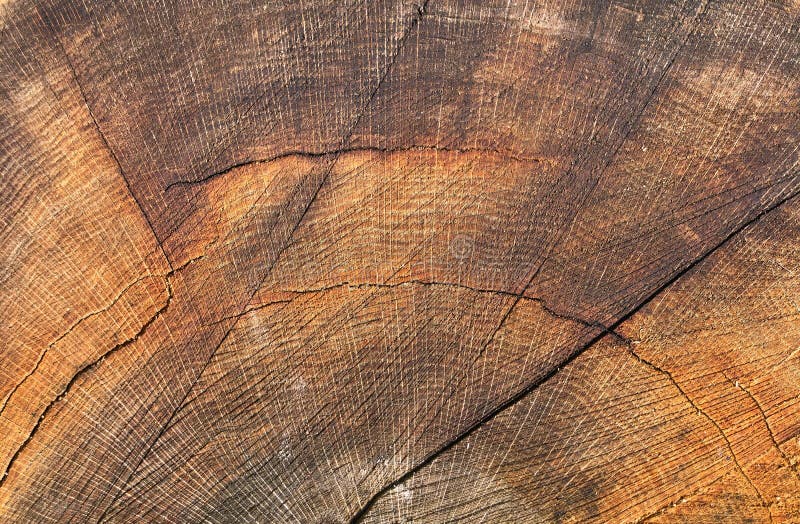 Old Wooden Oak Tree Cut Surface. Brown Tones of a Felled Tree Trunk ...