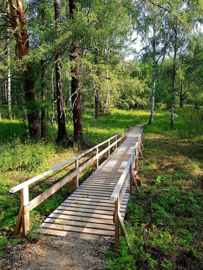 Old Wooden Footbridge in the Forest Stock Image - Image of ears, desert ...