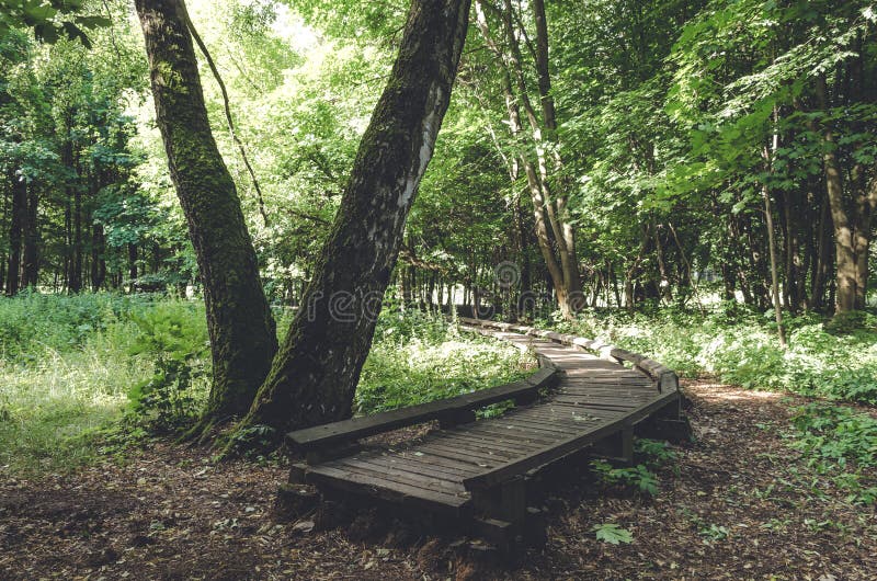 Old Wooden Plank Pathway Walkway in Green Summer Forest Stock Image ...