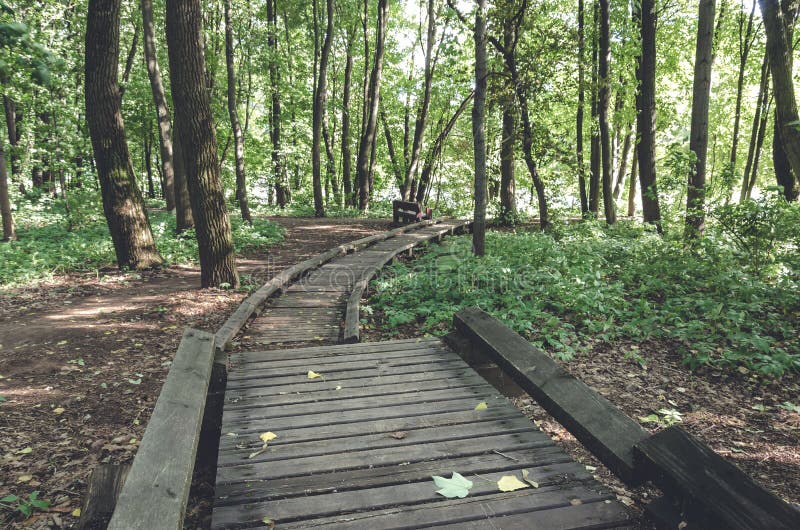 Old Wooden Plank Pathway Walkway in Green Summer Forest Stock Photo ...