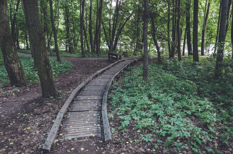 Old Wooden Plank Pathway Walkway in Green Summer Forest Stock Photo ...