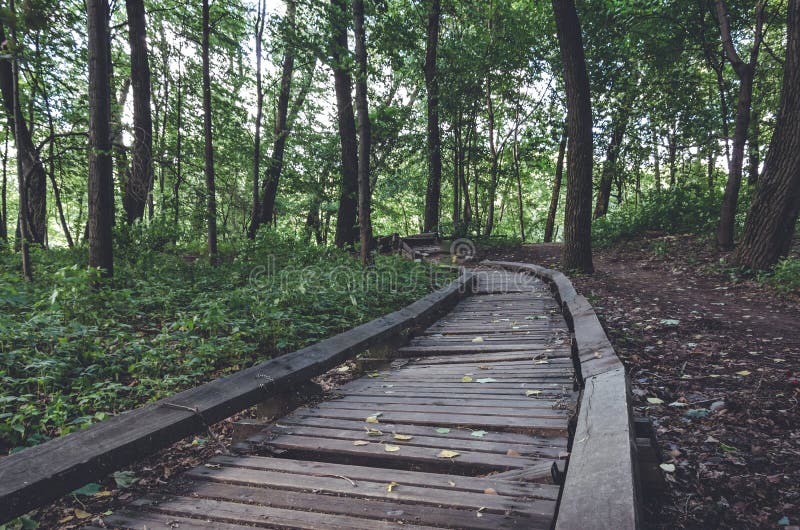 Old Wooden Plank Pathway Walkway in Green Summer Forest Stock Photo ...