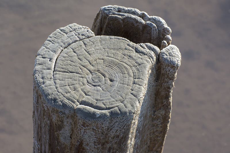 Old Wooden Post on the Dock. Cross Section of an Old Tree Stock Image ...