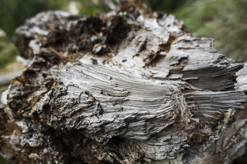 Old Wooden Root of the Tree Stock Image - Image of close, green: 176600659