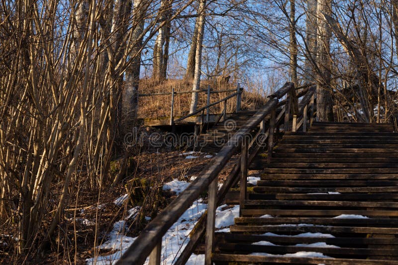 Old Wooden Steps in the Forest. Nature Stock Photo - Image of staircase ...