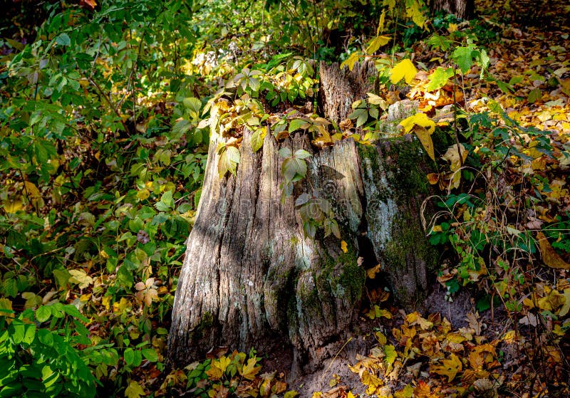Stub Log with Wooden Texture Isolated Stock Image - Image of scratch ...
