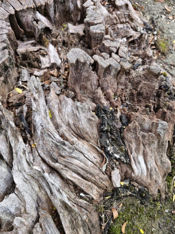 Old Wooden Stumps Left To Deteriorate Over Time Leave a Distinctive ...