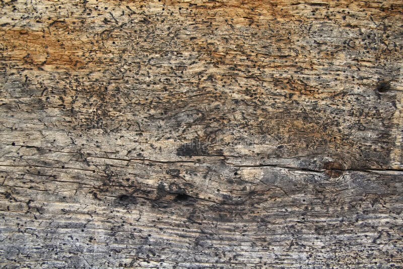 Old Wooden Surface with a Bark Beetle Stock Photo - Image of nature ...