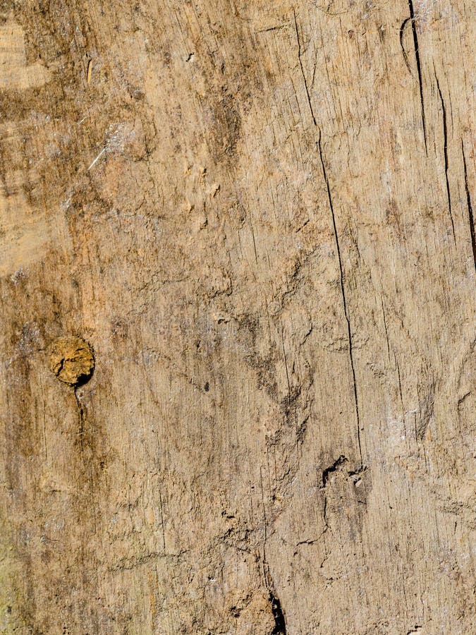 Old Wooden Surface with a Beautiful Fiber Structure Stock Photo - Image ...