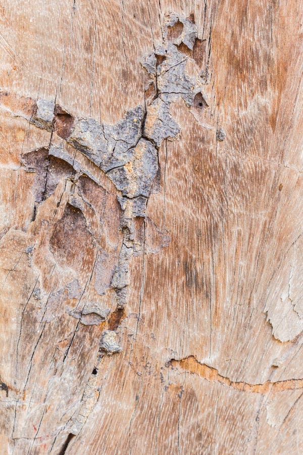 Old wooden surface stock photo. Image of grained, decoration - 53664792