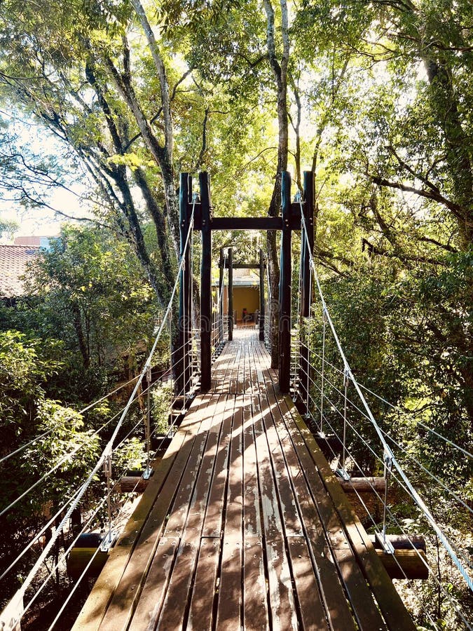 Suspended bridge stock image. Image of forest, mist - 275542519