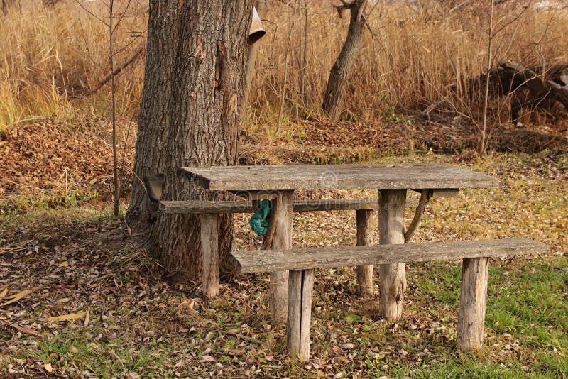 Old Wooden Table and Benches in the Forest Under the Tree. Stock Photo ...
