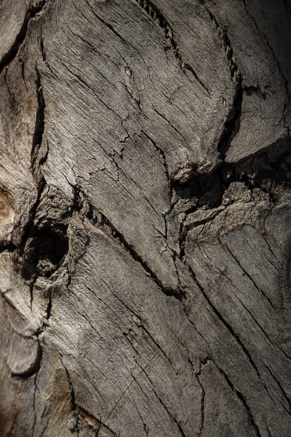 Old tree texture stock image. Image of natural, detail - 190874781