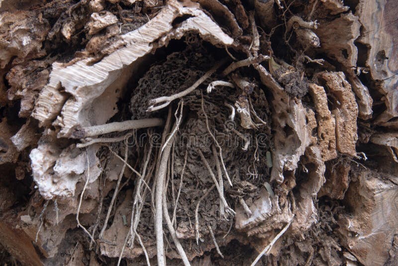 Old wooden tree stump stock image. Image of texture - 121193867