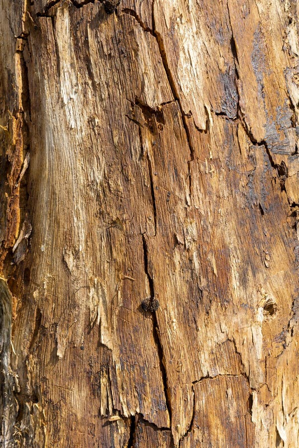 Old wooden tree trunk stock photo. Image of detailed - 180887496