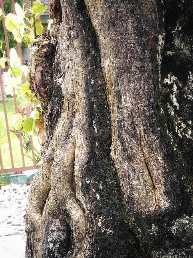 Old Wooden Tree Trunks are Taken during the Day Stock Image - Image of ...