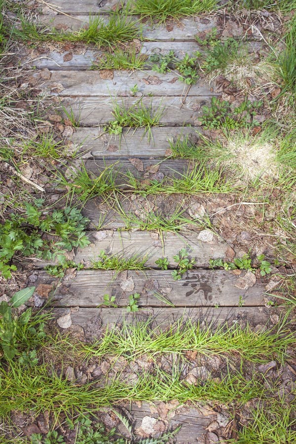 Old Wooden Walkway Overgrown with Green Grass Stock Image - Image of ...