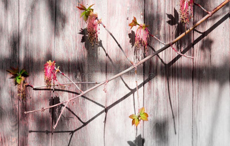 Old Wooden Wall with Tree Branches. Texture. Background. Stock Image ...