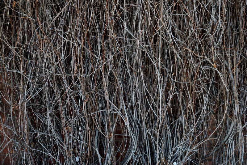 Old Wooden Wall of Twigs Gray Shade Background or Texture Stock Photo ...