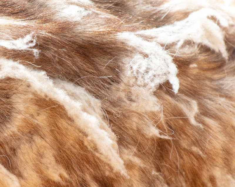 Old Wool on the Beast As a Background. Texture Stock Image - Image of ...