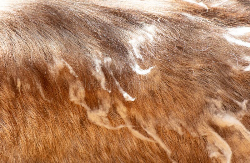 Old Wool on the Beast As a Background. Texture Stock Image - Image of ...