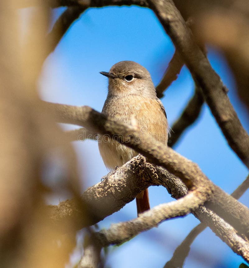 Old World Flycatcher Perched on the Tree Stock Image - Image of plumage ...