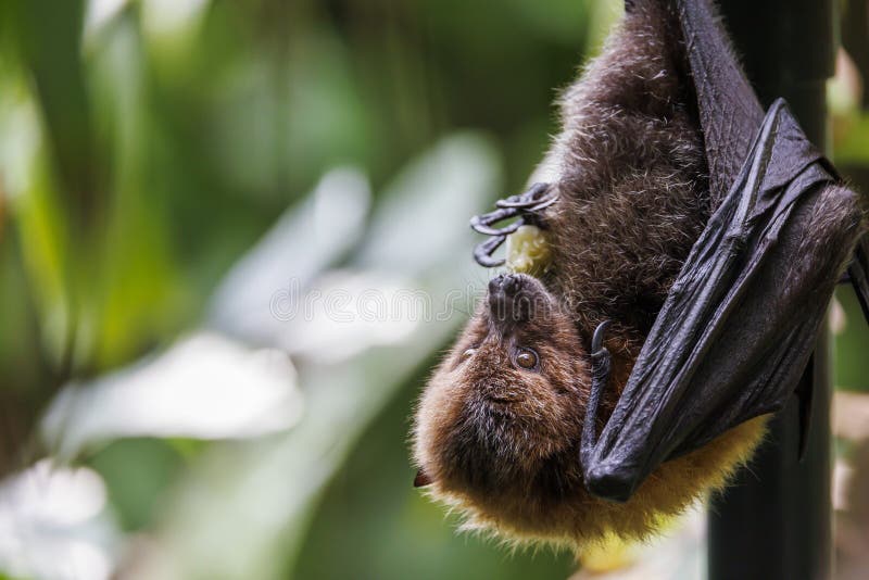 Old World Fruit Bat, or Flying Fox Stock Photo - Image of landscape ...