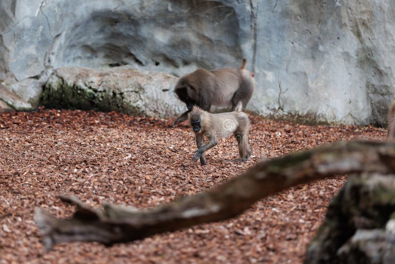 Old World Monkey, Family of Primates Known Taxonomically As the ...