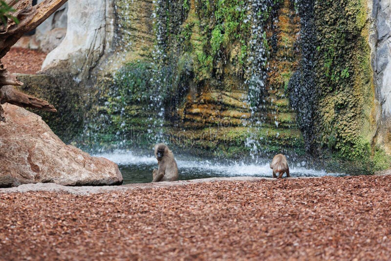 Old World Monkey, Family of Primates Known Taxonomically As the ...