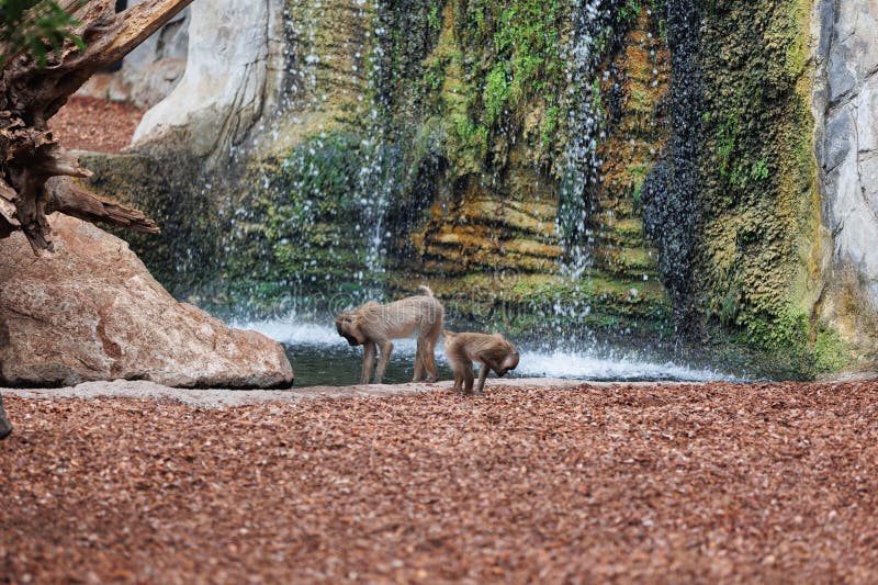 Old World Monkey, Family of Primates Known Taxonomically As the ...